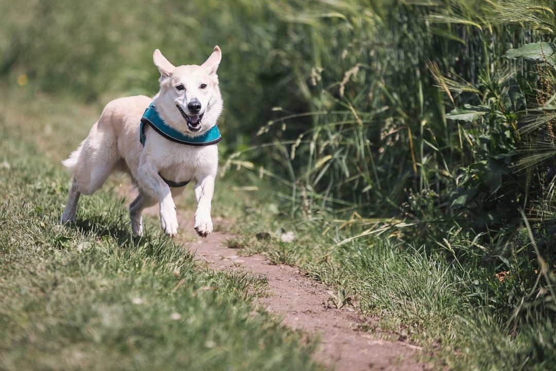 How To Teach Your Dog The Come Command K9 Electronics